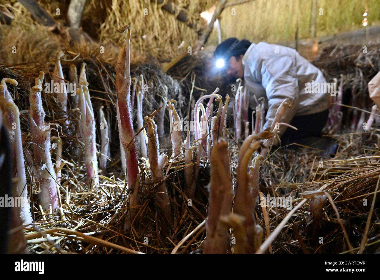 A farmer grows Japanese vegetable udo in a dark room at a hut in Mita ...