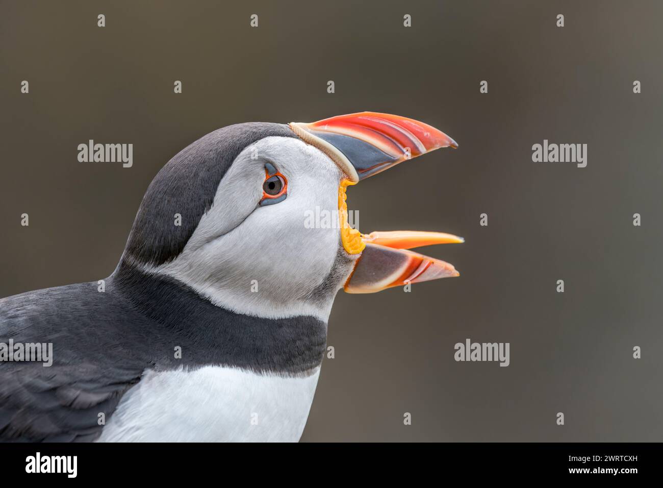 Close-up Profile of Puffin with Open Beak Stock Photo - Alamy