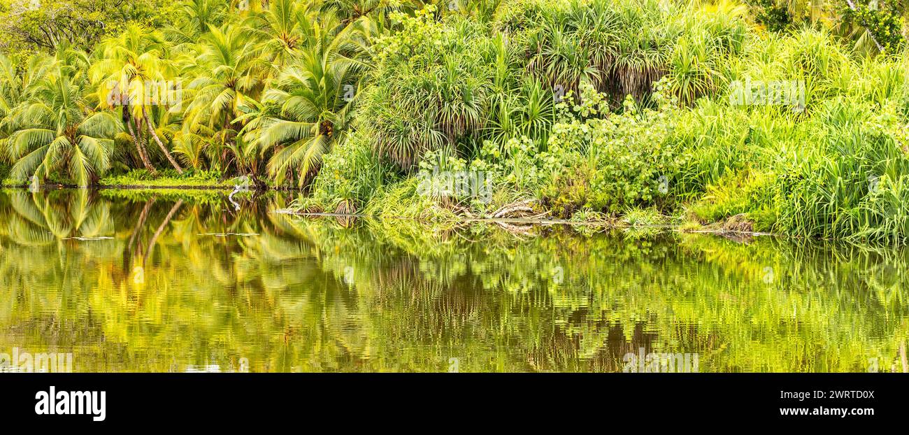 Panoramic Rainforest Reflection in UNESCO Biosphere Reserve Stock Photo ...