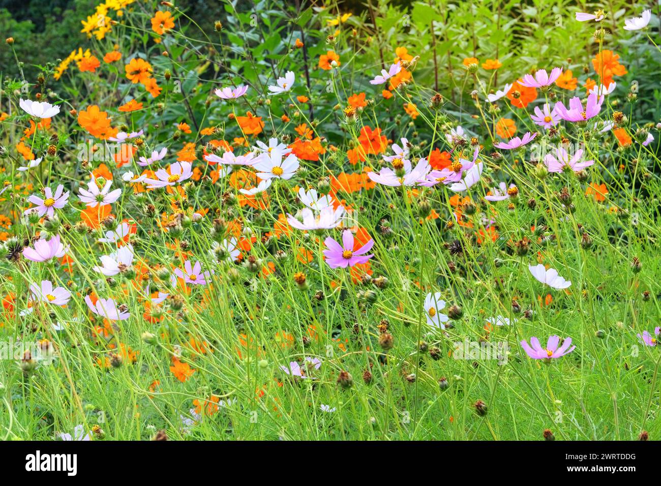 Coreopsis grow in garden. Aromatic daisy growing outdoors. Growing ...