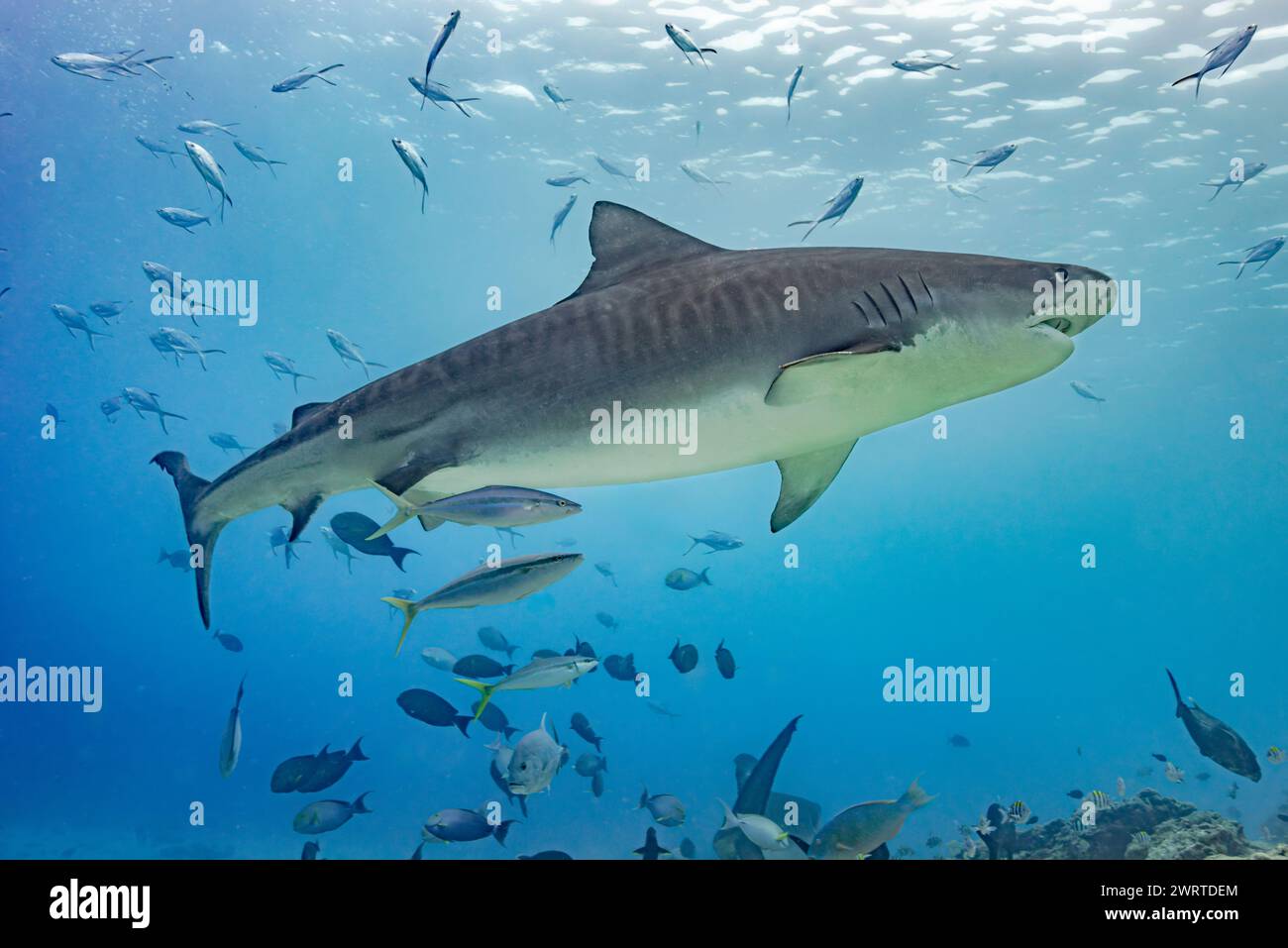 Tiger Shark in Fuvahmulah: Majestic Predator Amidst Fish shoal Stock ...