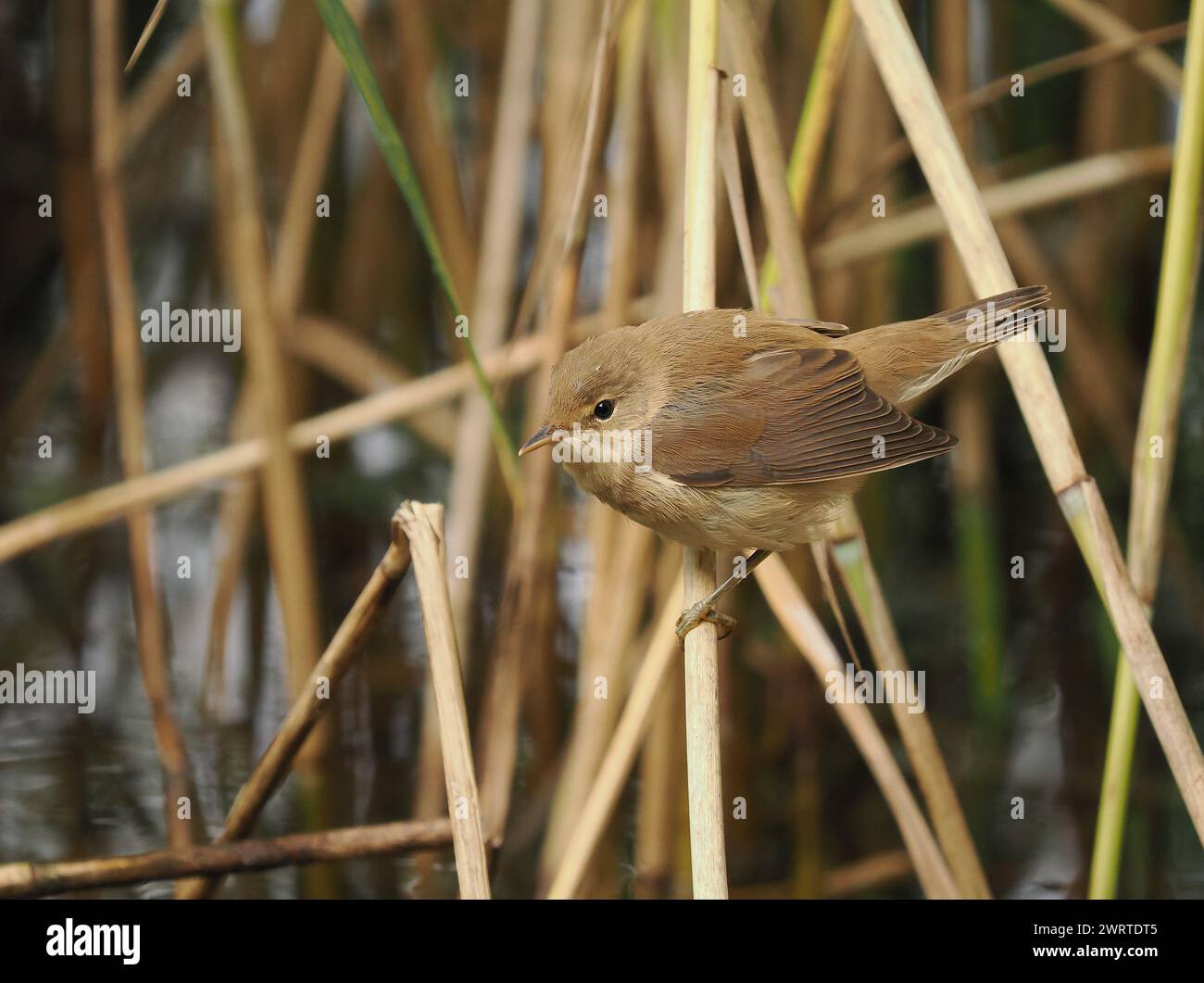 Reed warblers around Warrington are abundant with phragmites in reed ...