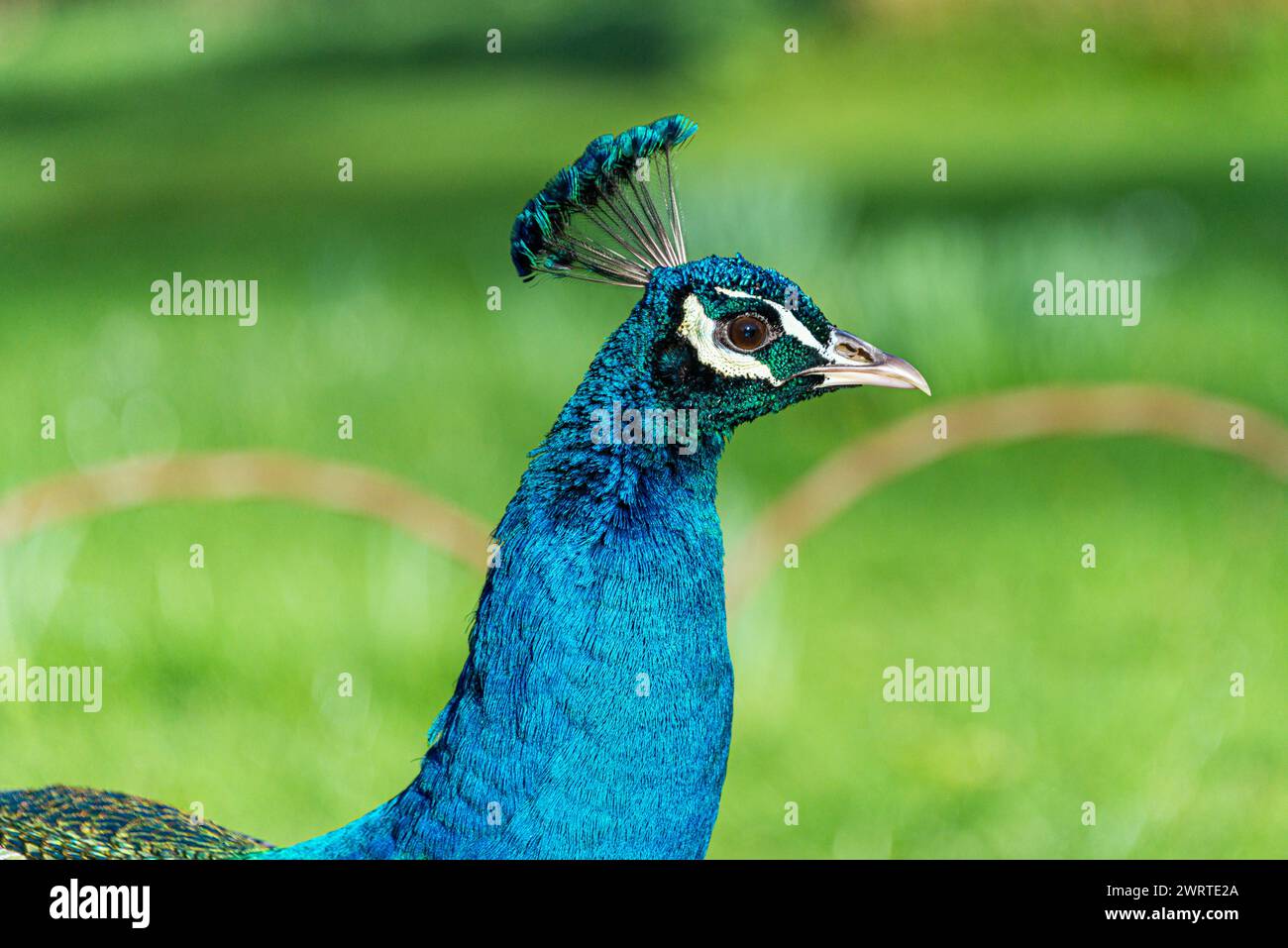 An Indian peacock (Pavo cristatus Stock Photo - Alamy