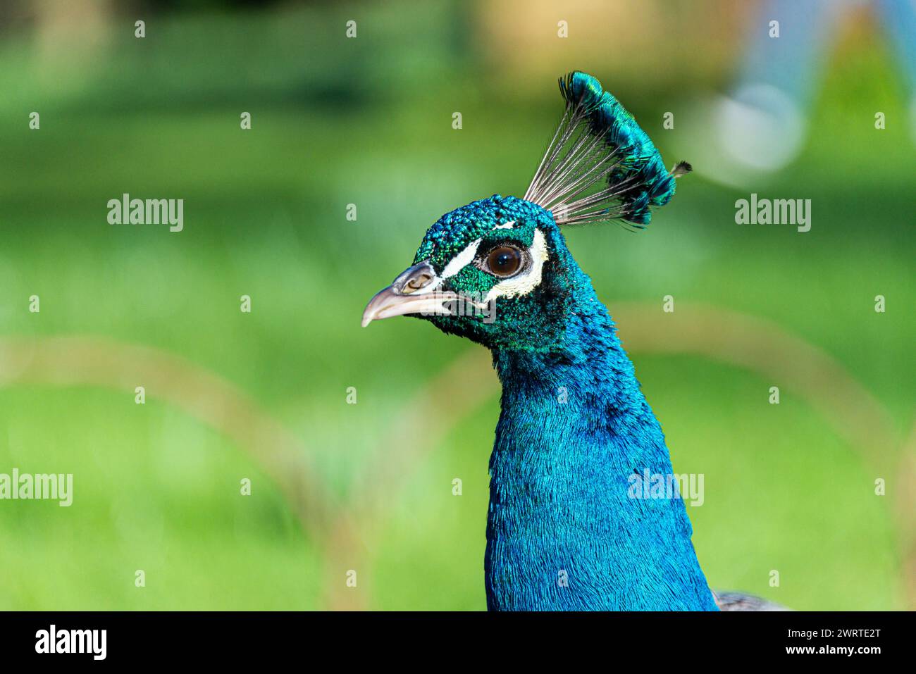 Indian peacock (Pavo cristatus Stock Photo - Alamy