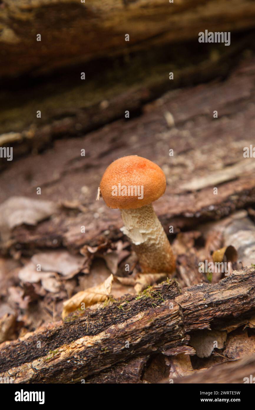 Orange cap boletus. Crop of forest edible mushrooms. A young boletus ...