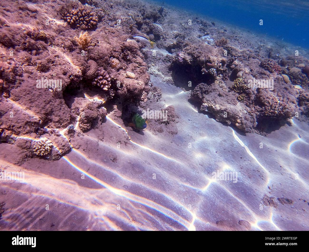 Close up view of tropical big broomtail wrasse known as Cheilinus ...