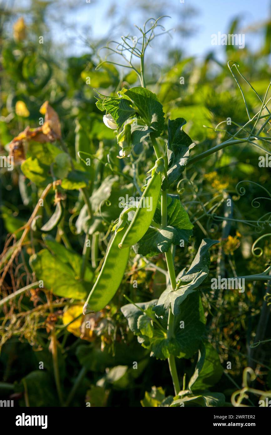 Bright green peas pods on a pea plant grow in the garden. Growing peas ...