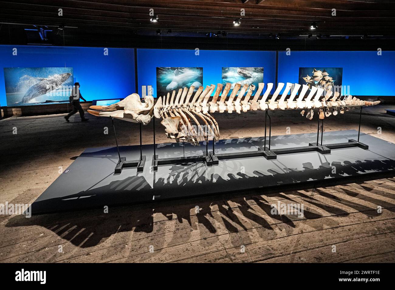The skeleton of a bottlenose whale is seen during the opening of the ...