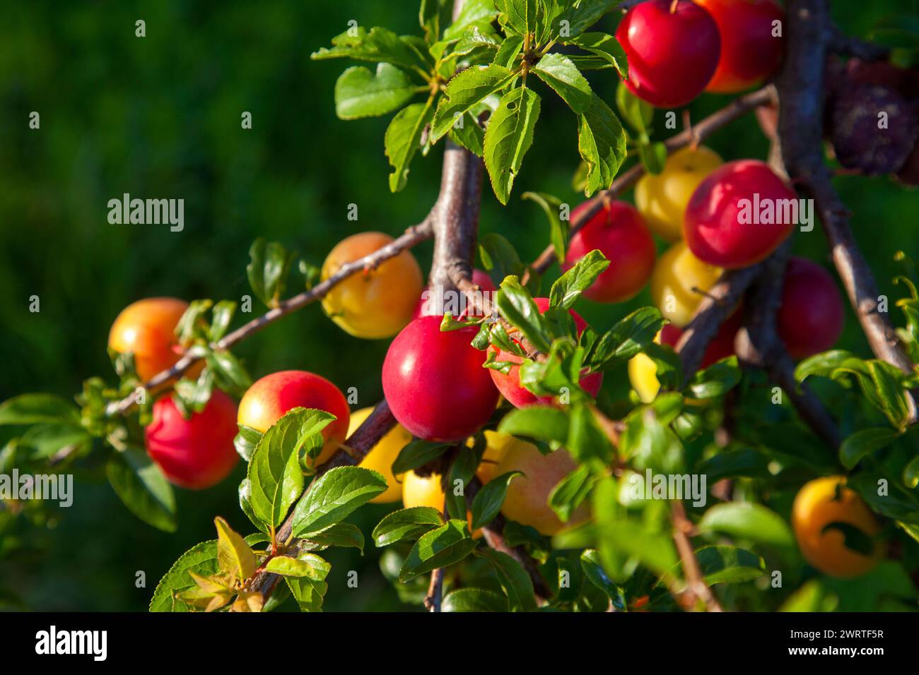 Mirabelle plum, also known as mirabelle prune or cherry plum, is a ...