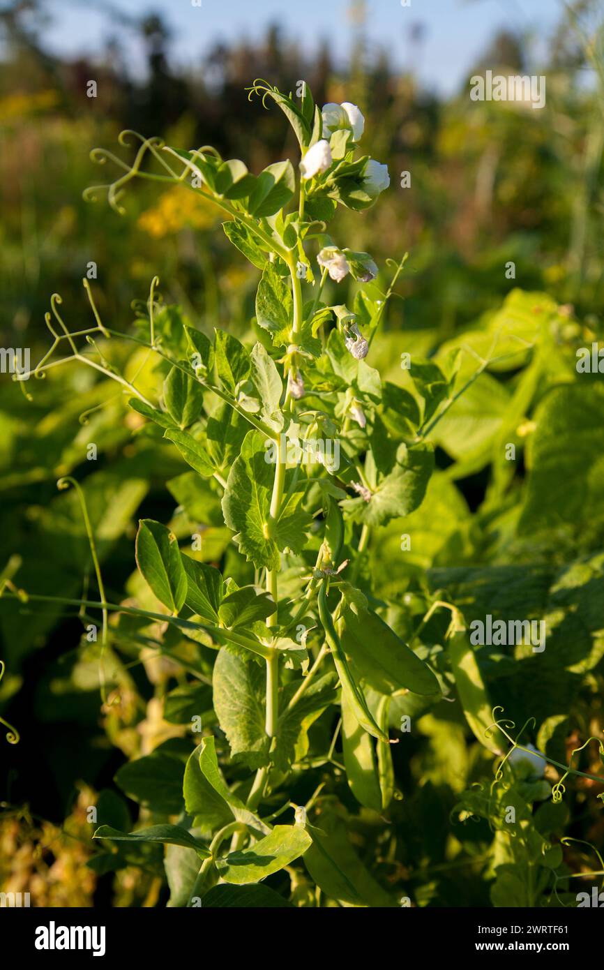 Close up view of green fresh peas with flowers and pods in the ...