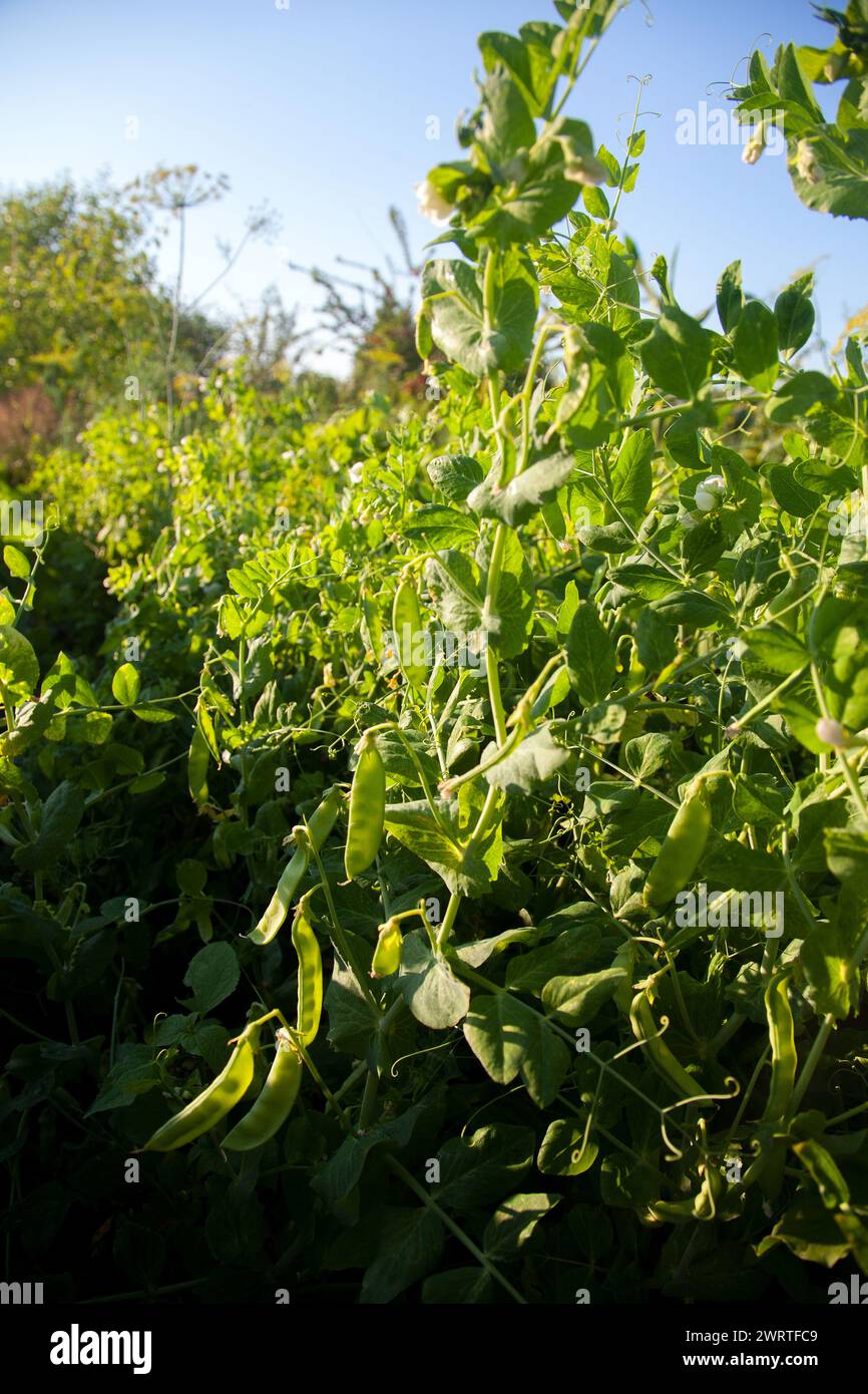 Bright green peas pods on a pea plant grow in the garden. Growing peas ...