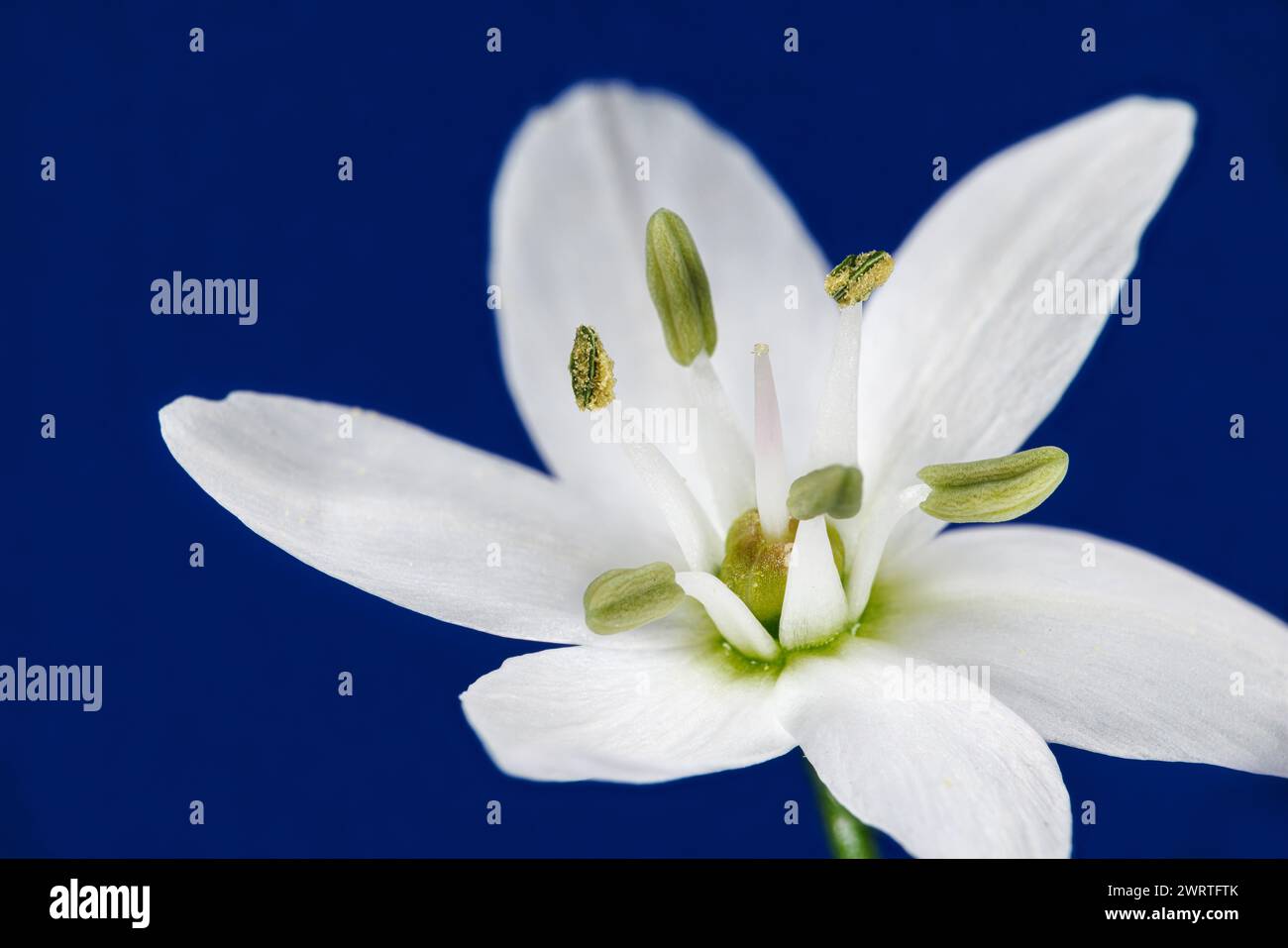 Macro photography of a allium neapolitanum Stock Photo - Alamy