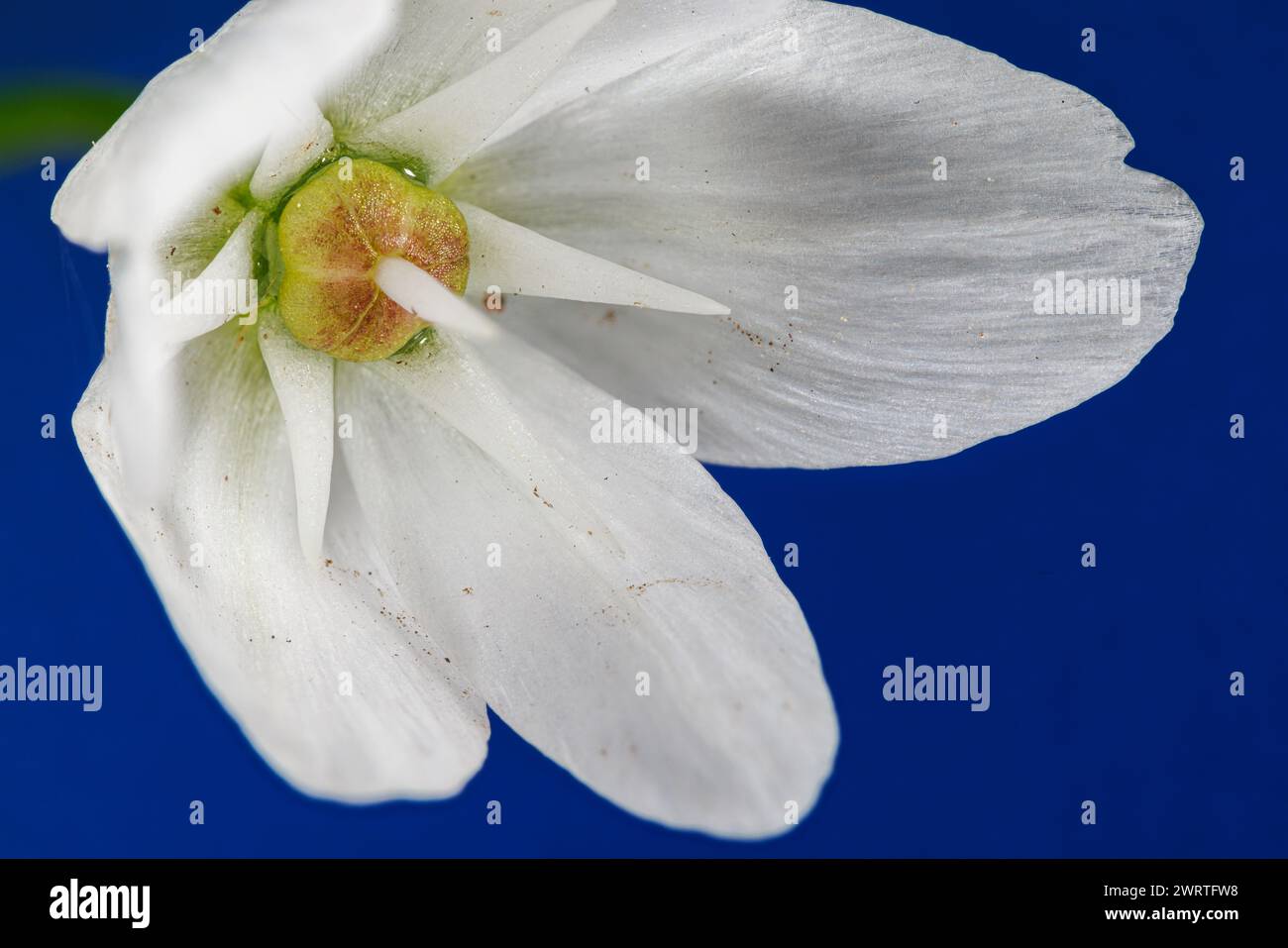 Macro photography of a allium neapolitanum Stock Photo - Alamy