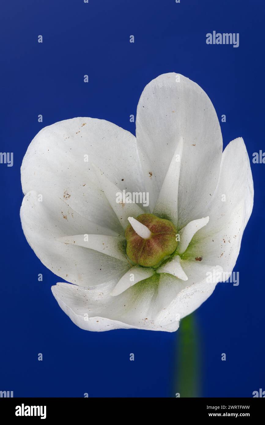 Macro photography of a allium neapolitanum Stock Photo - Alamy