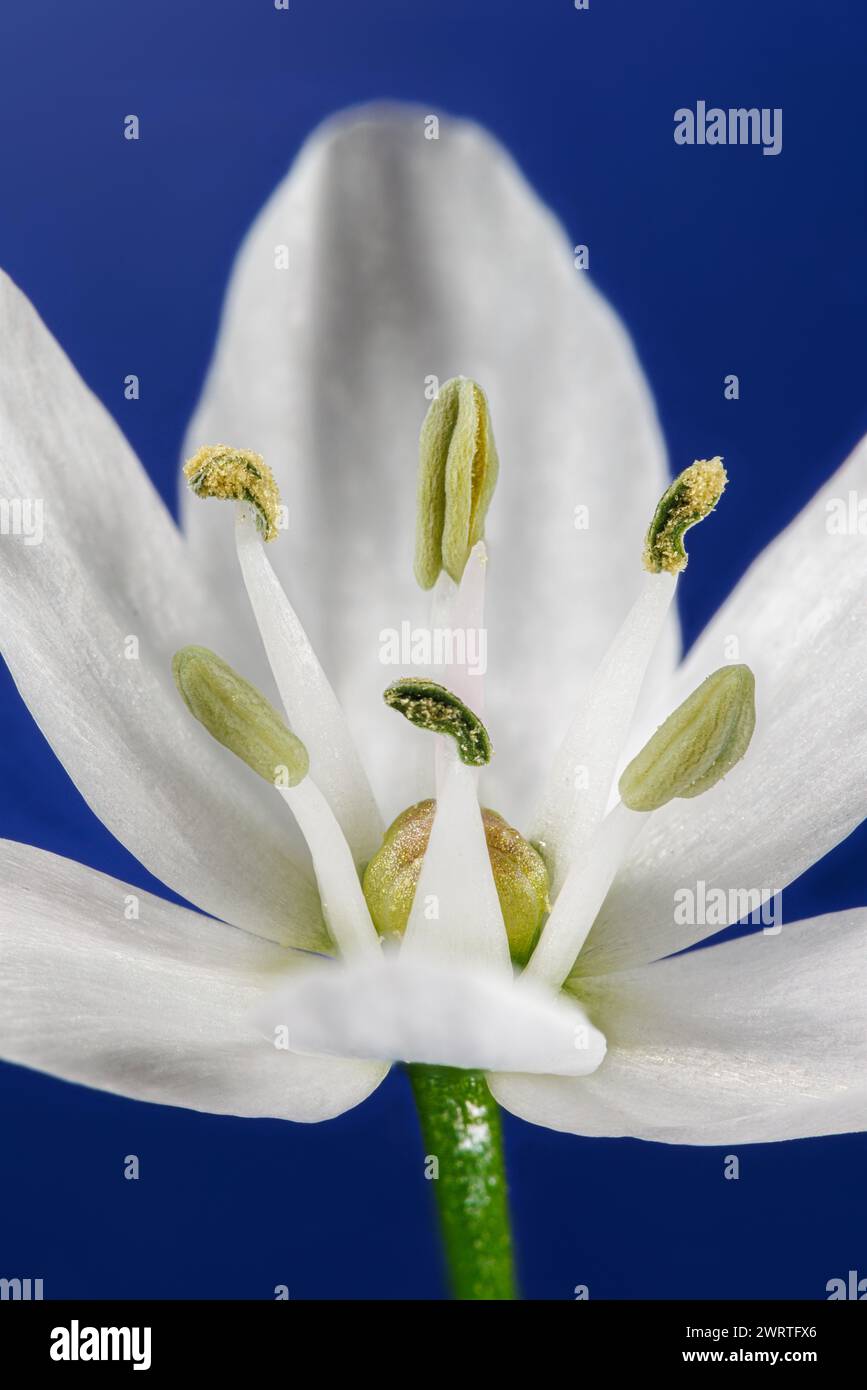 Macro photography of a allium neapolitanum Stock Photo - Alamy