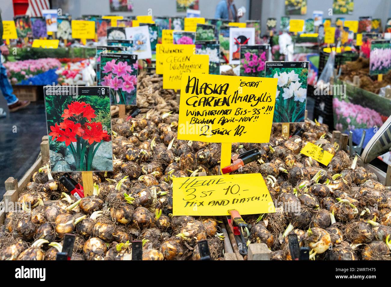 Zwiebeln zum pflanzen hi-res stock photography and images - Alamy