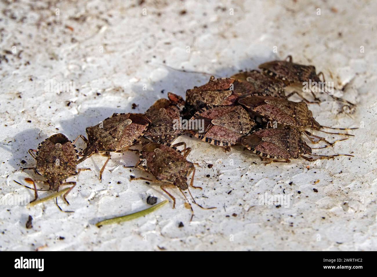 Palomena prasinus, green stink bug, March, Germany Stock Photo - Alamy