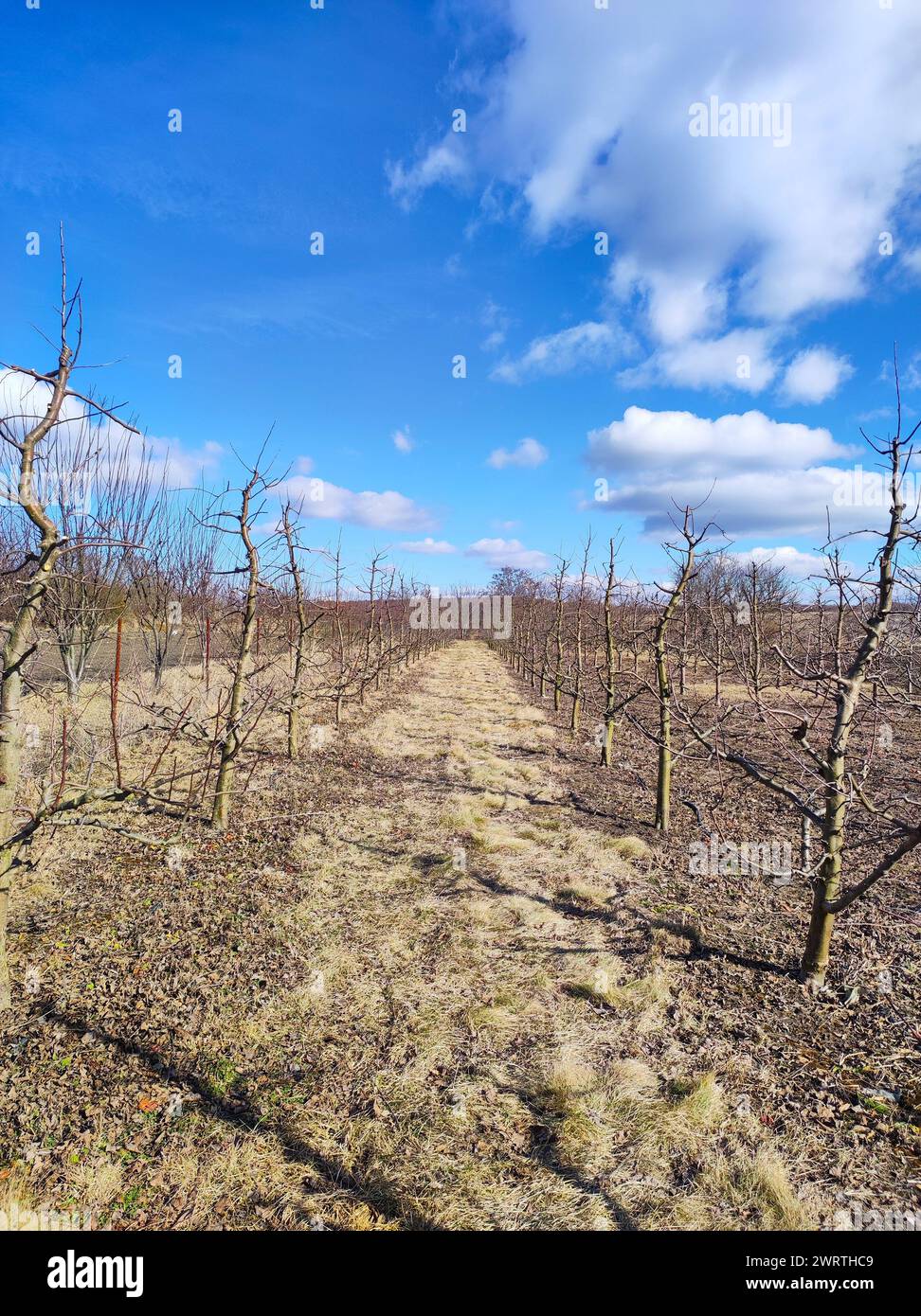 Pruned apple orchard in early spring Stock Photo - Alamy