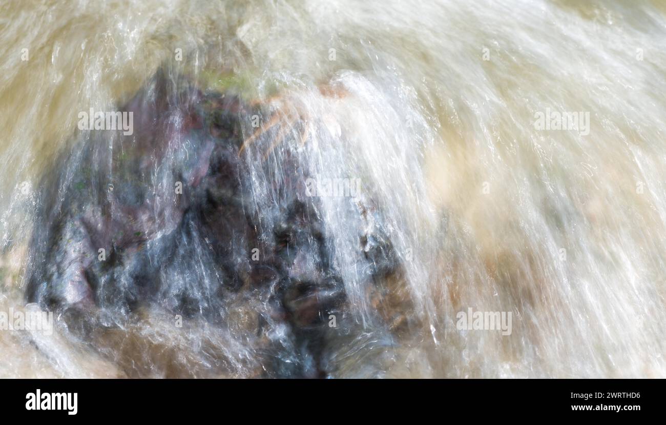 Chinese mitten crab (Eriocheir sinensis), invasive species, neozoon ...