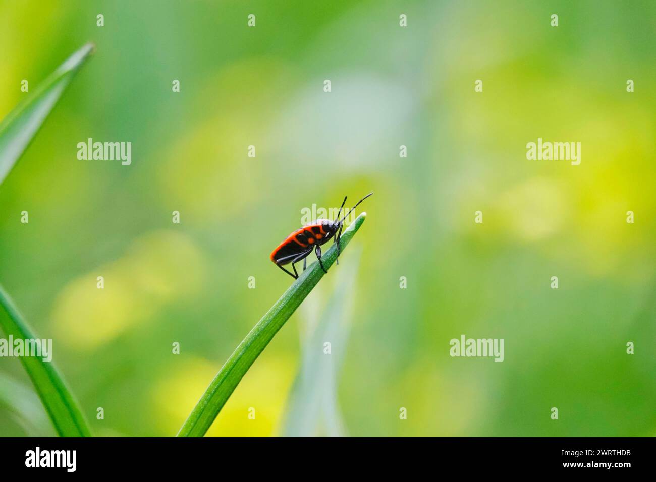 Fire bug, March, Germany Stock Photo - Alamy