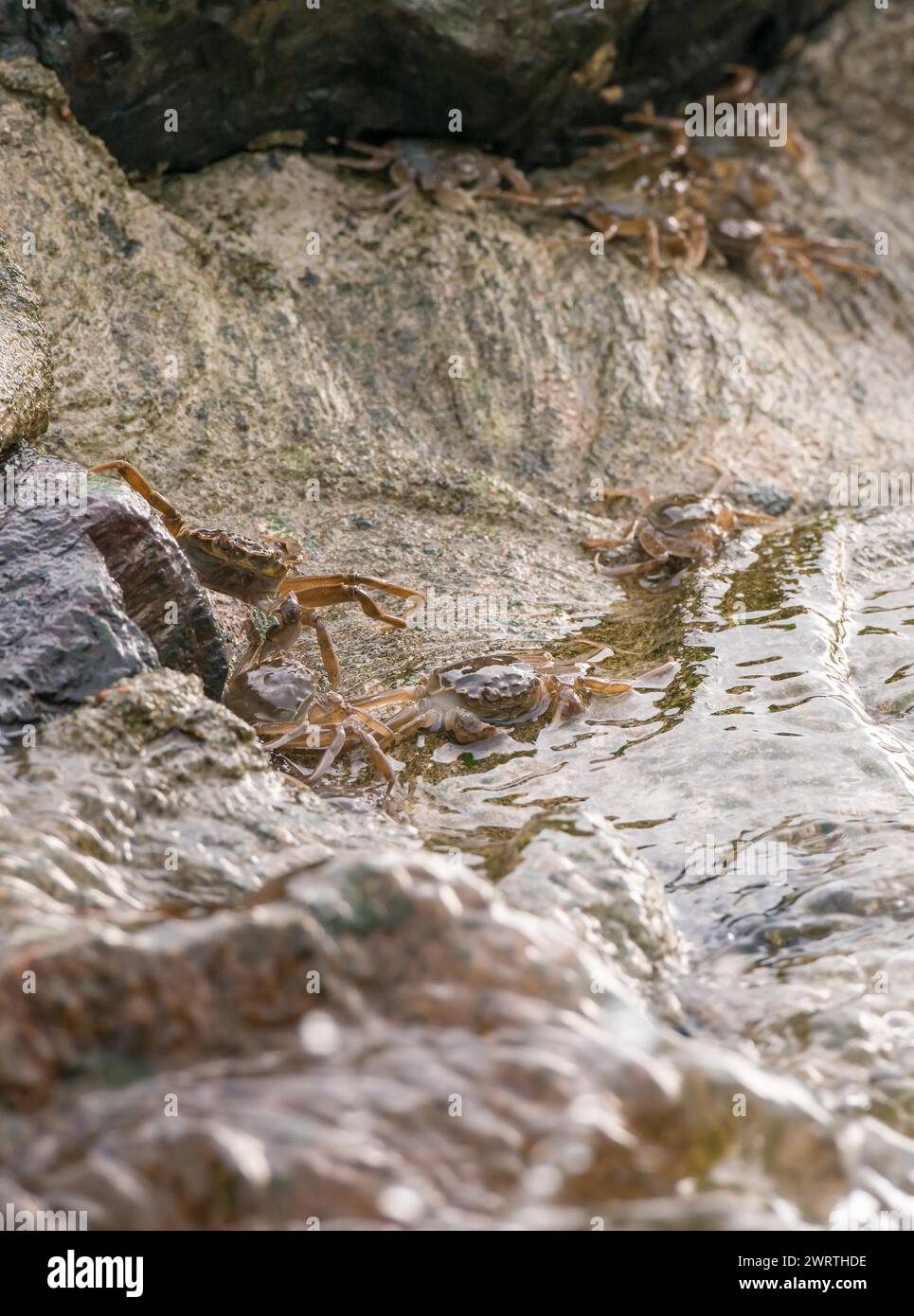 Many chinese mitten crab (Eriocheir sinensis), invasive species ...