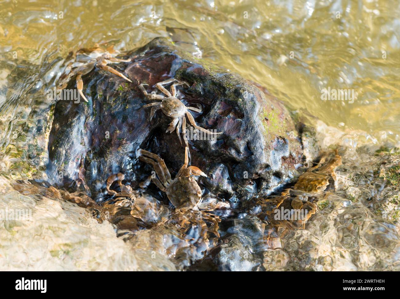 Several chinese mitten crab (Eriocheir sinensis), invasive species ...