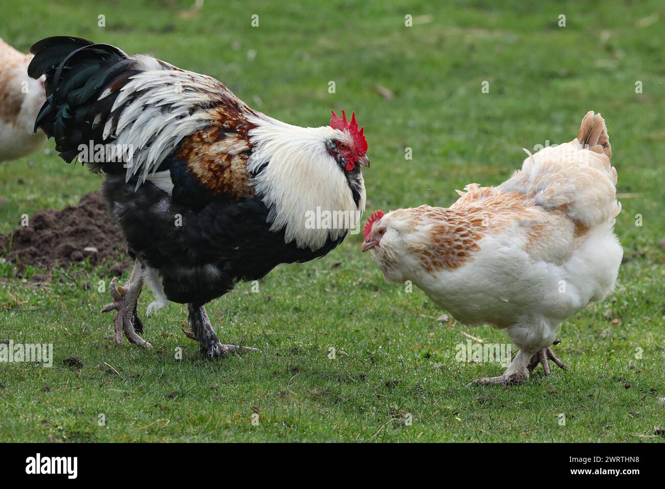 Niedersachsen, Hannover, Erlebnis-Zoo Hannover stellt die Neuheiten der ...