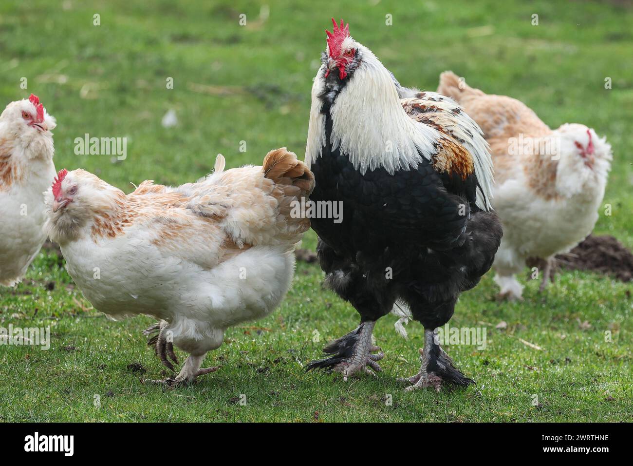 Niedersachsen, Hannover, Erlebnis-Zoo Hannover stellt die Neuheiten der ...