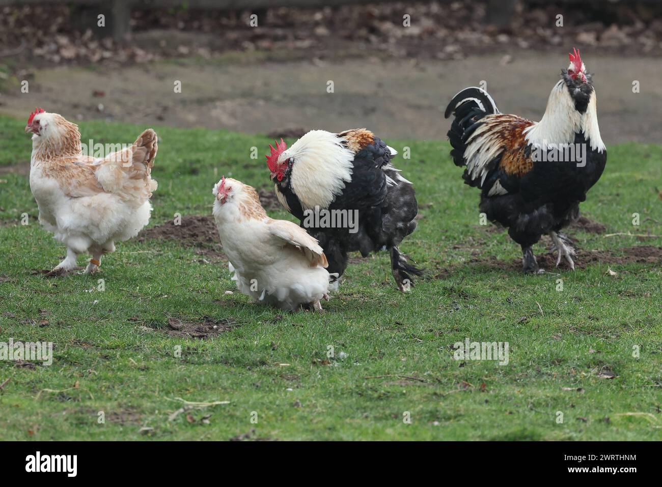 Niedersachsen, Hannover, Erlebnis-Zoo Hannover stellt die Neuheiten der ...