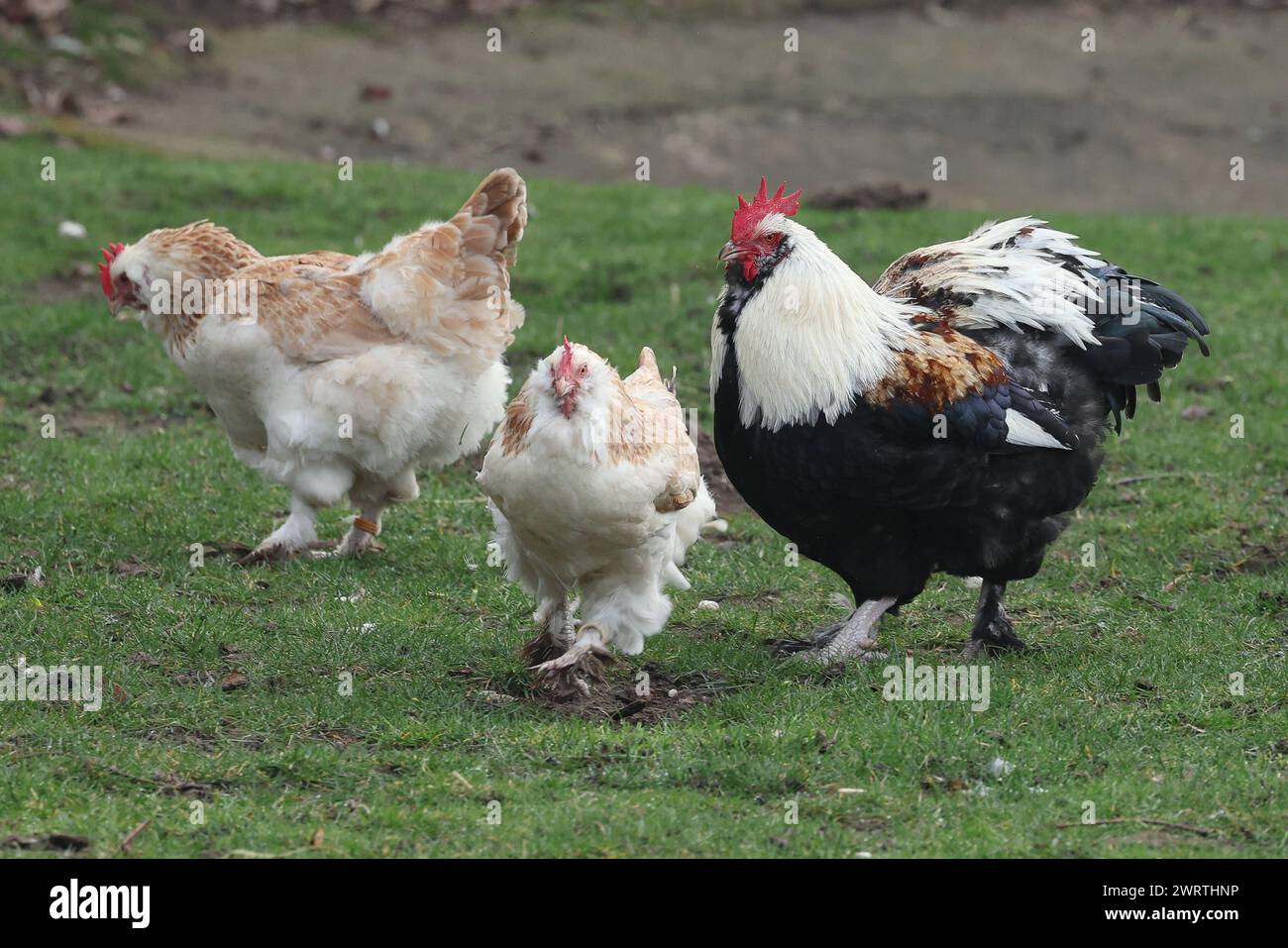 Niedersachsen, Hannover, Erlebnis-Zoo Hannover stellt die Neuheiten der ...