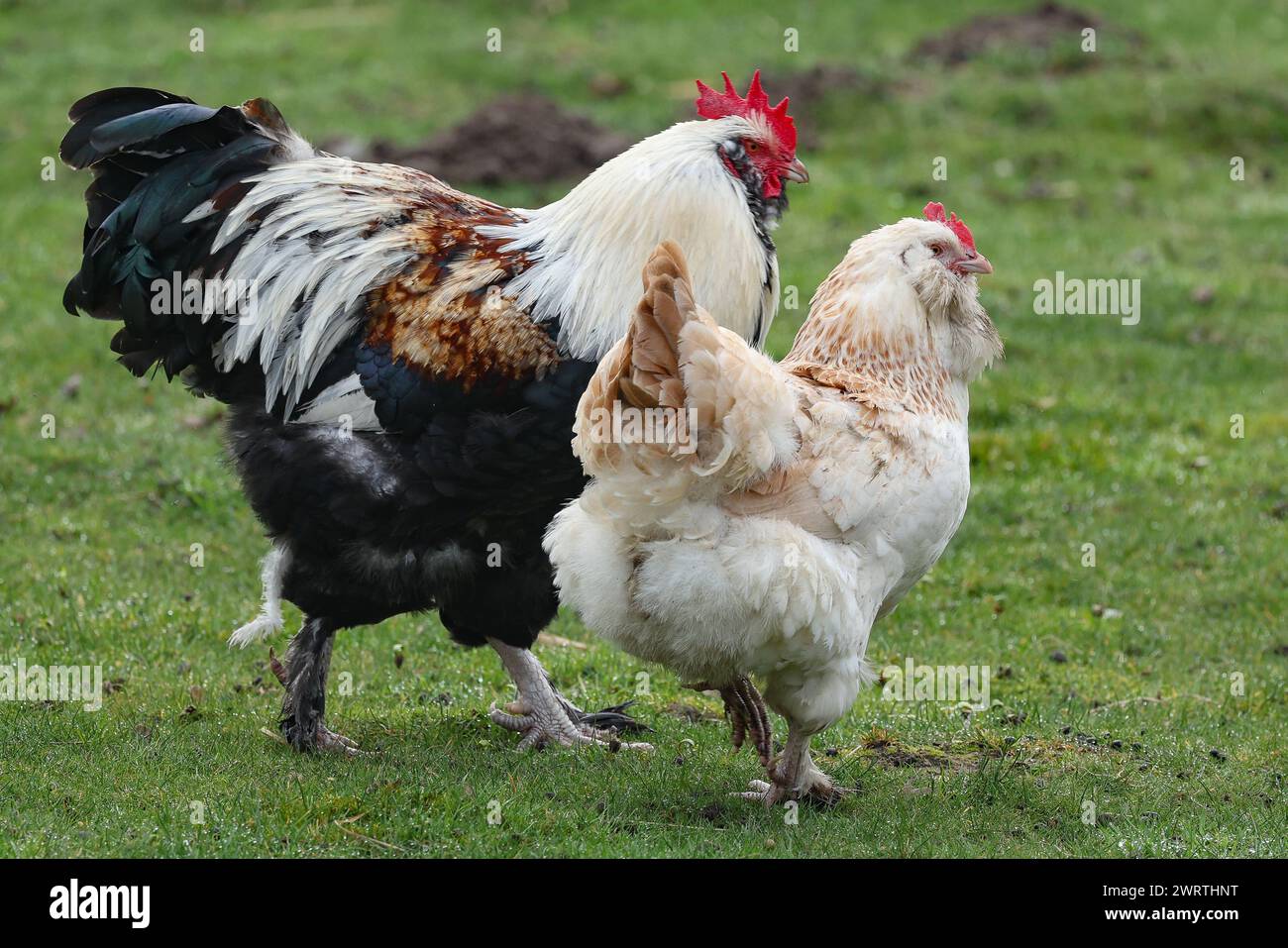 Niedersachsen, Hannover, Erlebnis-Zoo Hannover stellt die Neuheiten der ...