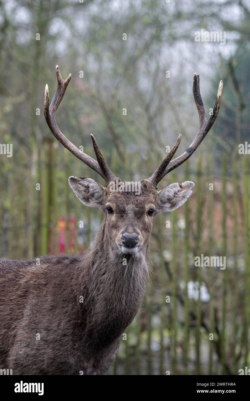 Vietnamese sika deer (Cervus nippon pseudaxis), portrait, Nordhorn Zoo ...