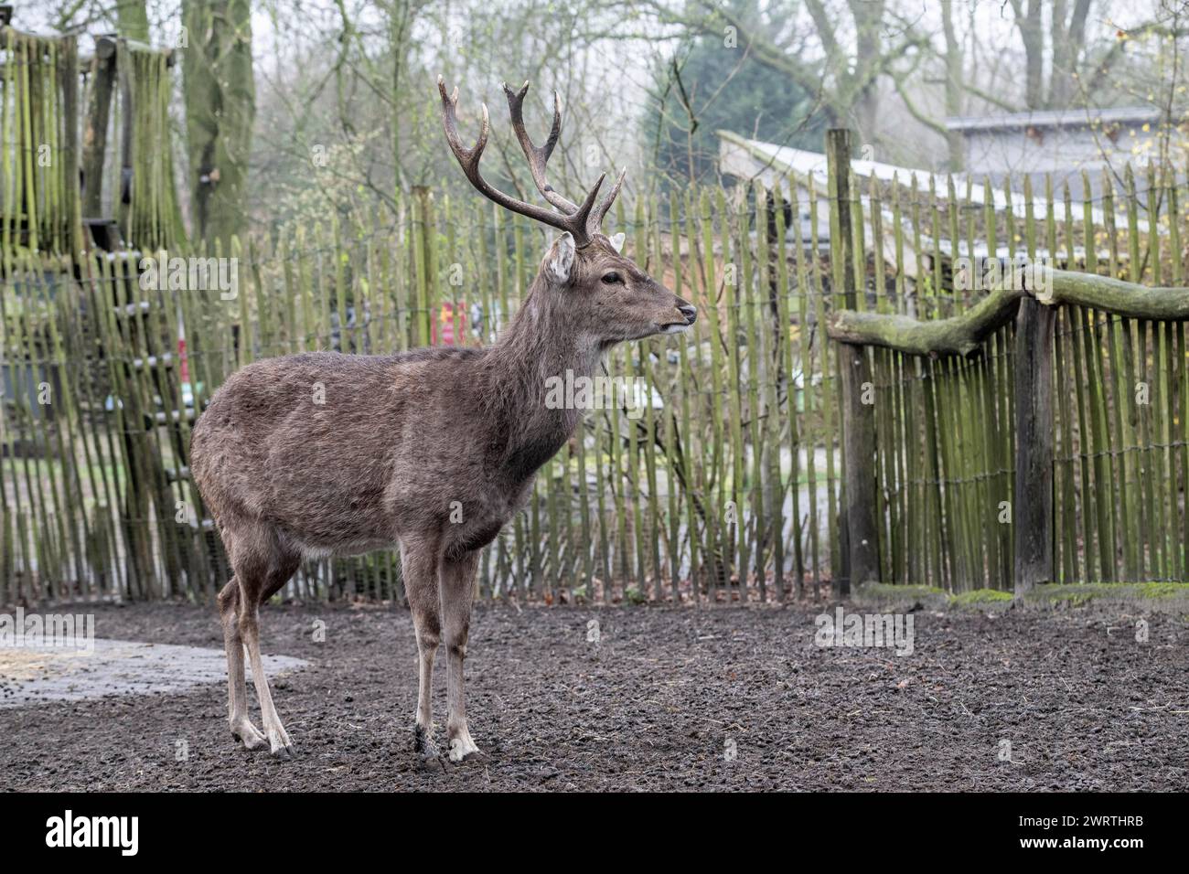 Vietnamese sika deer (Cervus nippon pseudaxis), Nordhorn Zoo, Lower ...