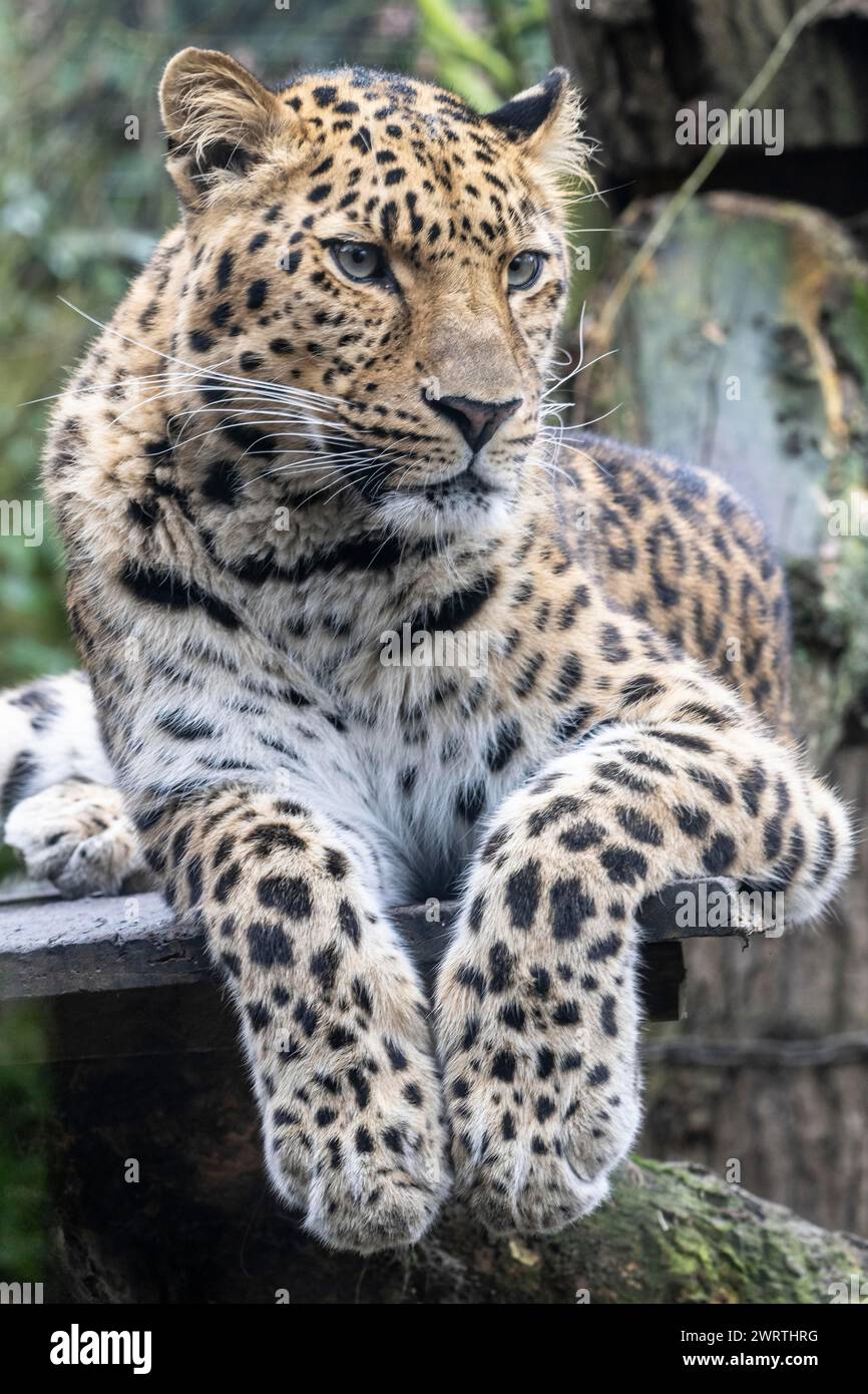 Amur leopard (Panthera pardus orientalis), portrait, Nordhorn Zoo ...