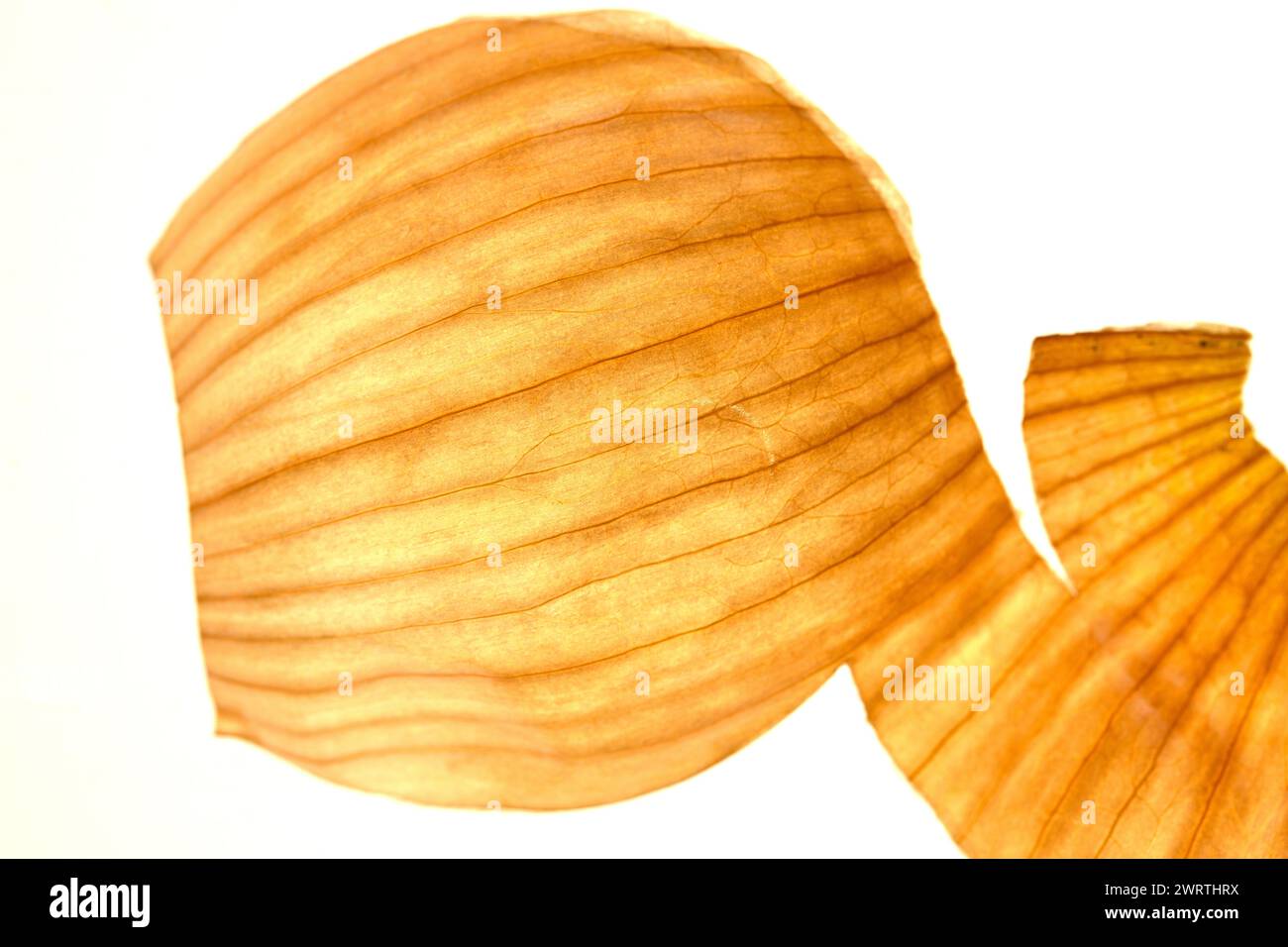 Onion peel isolated on a white background Stock Photo - Alamy