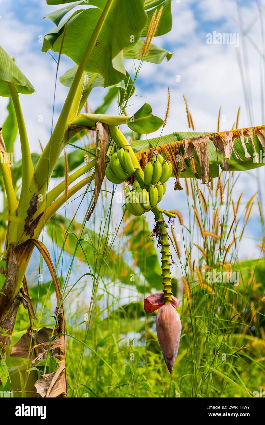 Banana tree with fruit, banana, tree fruit, plantation, crop, agriculture, agriculture, tropics ...