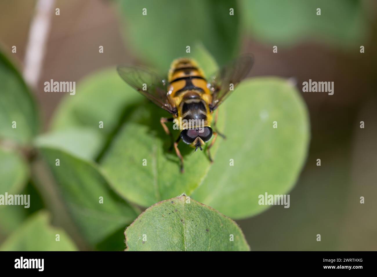 Dead head fly (Myathropa florea), sitting on a leaf, Bavaria, Germany ...