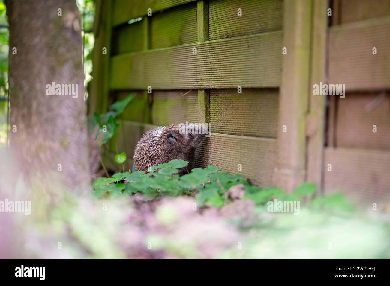 European hedgehog (Erinaceus europaeus), sniffing at the garden fence ...