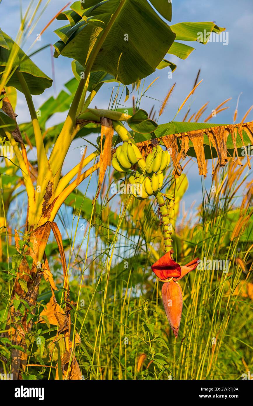 Banana tree with fruit in the evening sun, banana, tree fruit ...