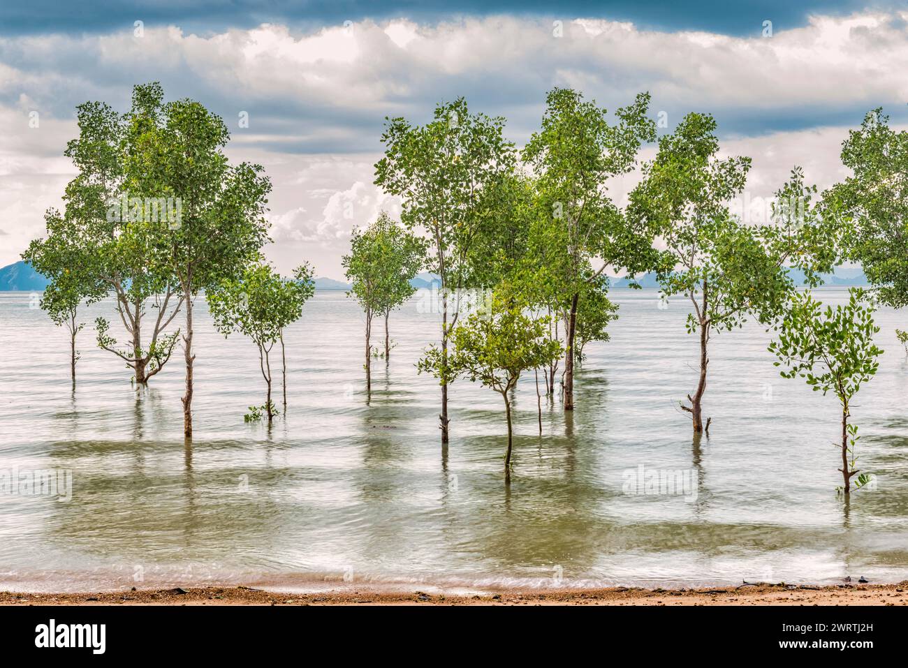 Trees in the water on a flooded stretch of beach on the island of Koh ...