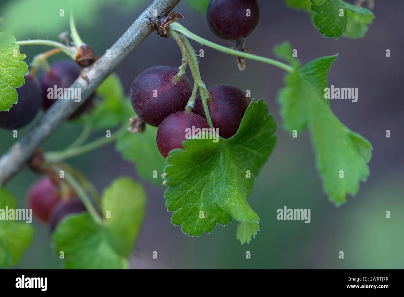 Ripe gooseberries (Ribes uva-crispa) on the bush, Bavaria, Germany ...