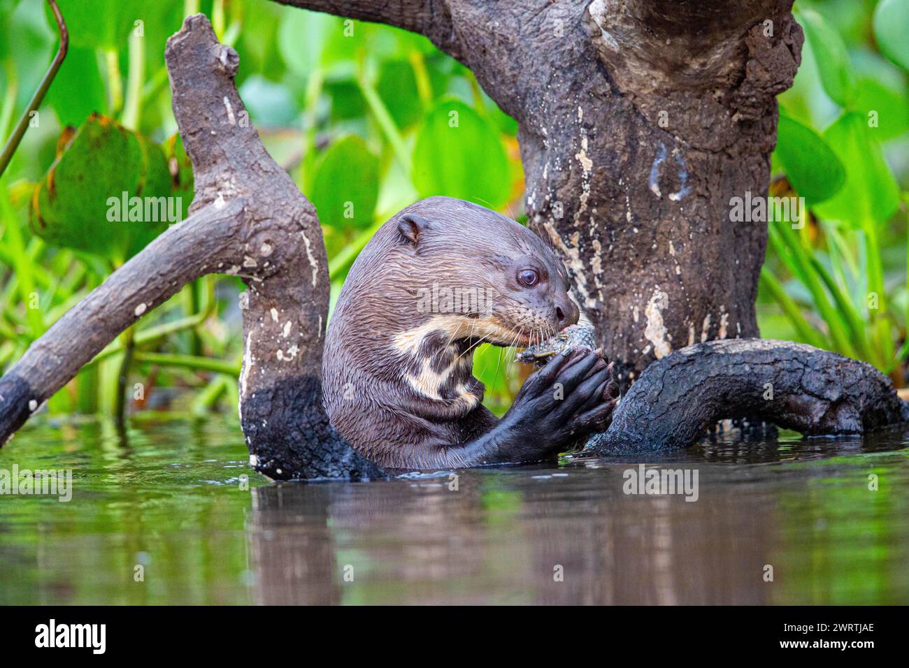 Giant otter (Pteronura brasiliensis) Pantanal Brazil Stock Photo - Alamy