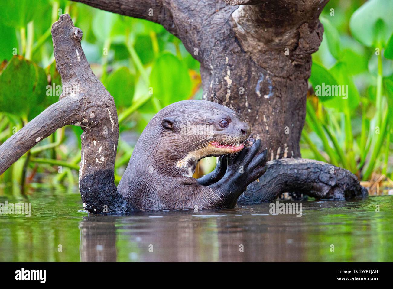 Giant otter (Pteronura brasiliensis) Pantanal Brazil Stock Photo - Alamy