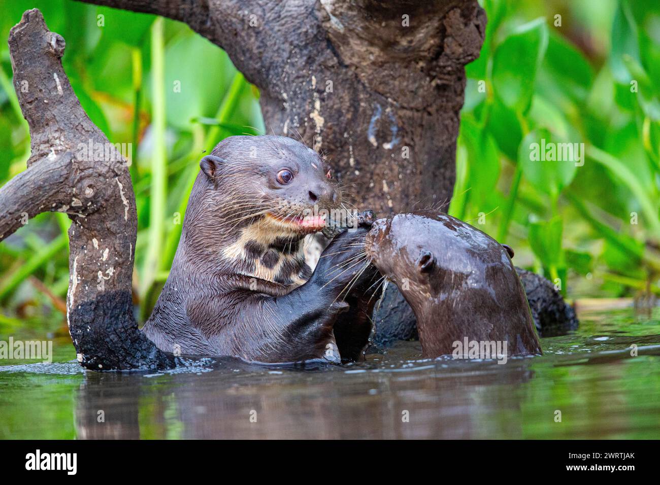 Giant otter (Pteronura brasiliensis) Pantanal Brazil Stock Photo - Alamy