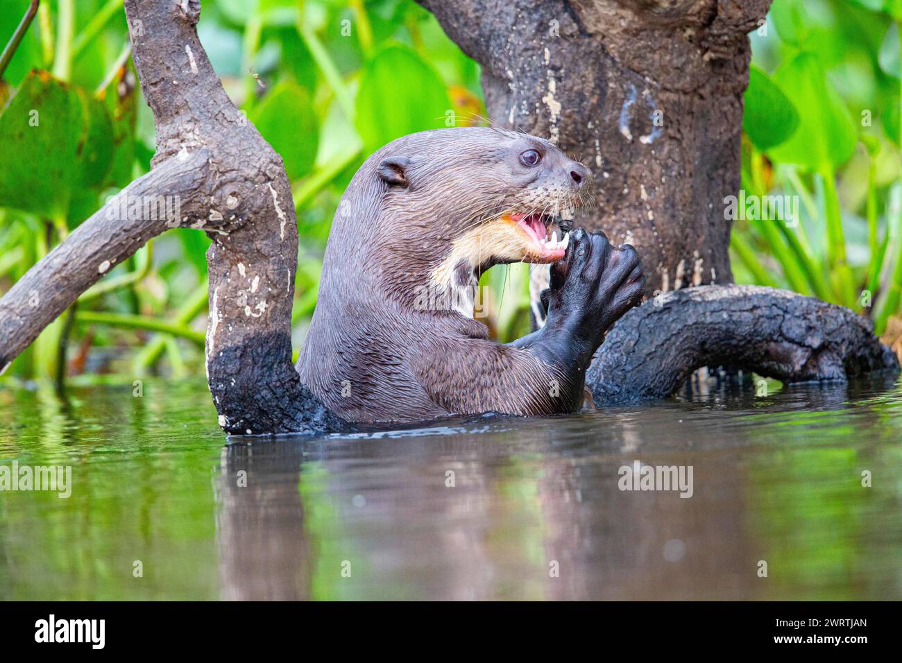 Giant otter (Pteronura brasiliensis) Pantanal Brazil Stock Photo - Alamy