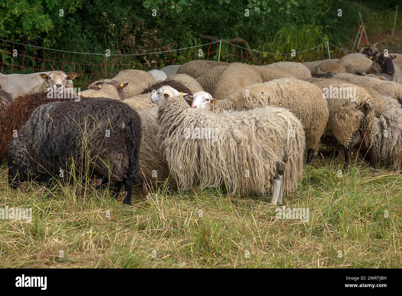Livestock breeds hi-res stock photography and images - Alamy