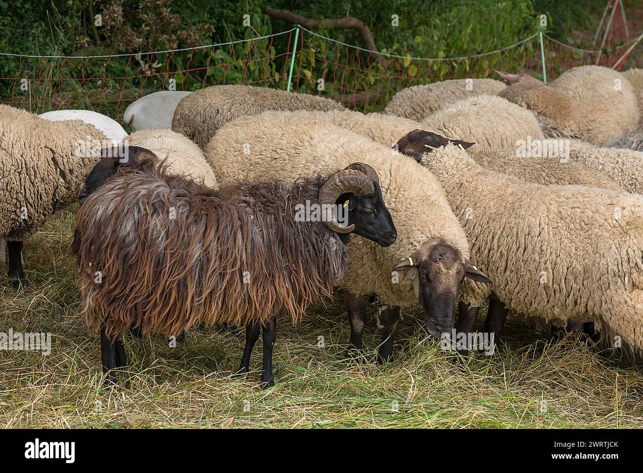 Livestock breeds hi-res stock photography and images - Alamy