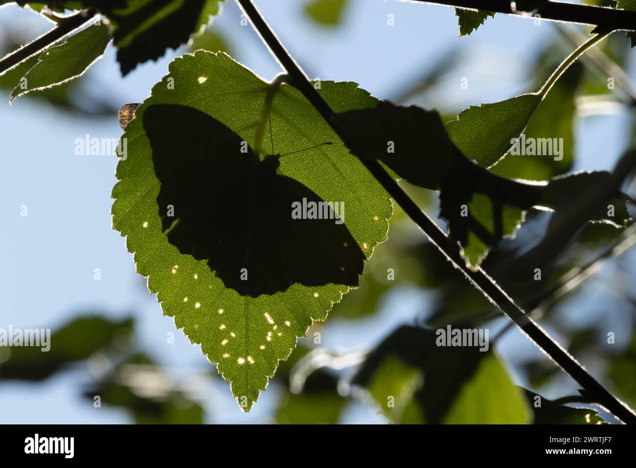 Silver-washed fritillary (Argynnis paphia) butterfly resting on a Hazel ...