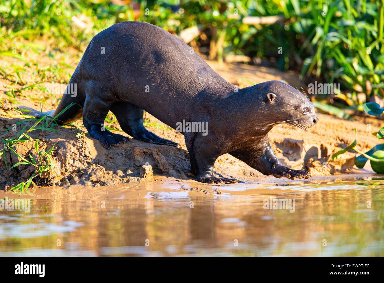Giant otter (Pteronura brasiliensis) Pantanal Brazil Stock Photo - Alamy