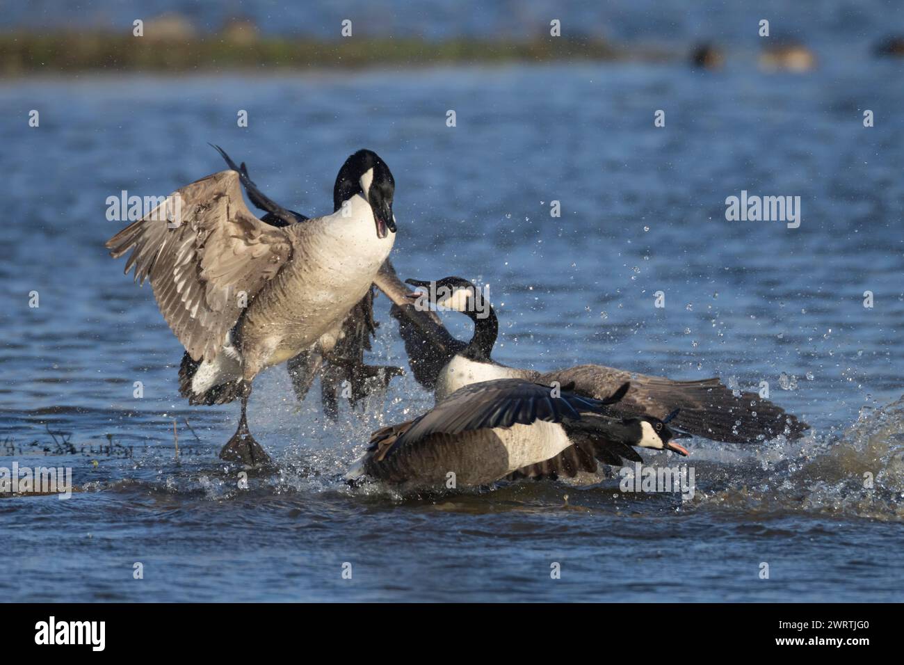 Canada goose (Branta canadensis) three adult birds fighting on a lake ...